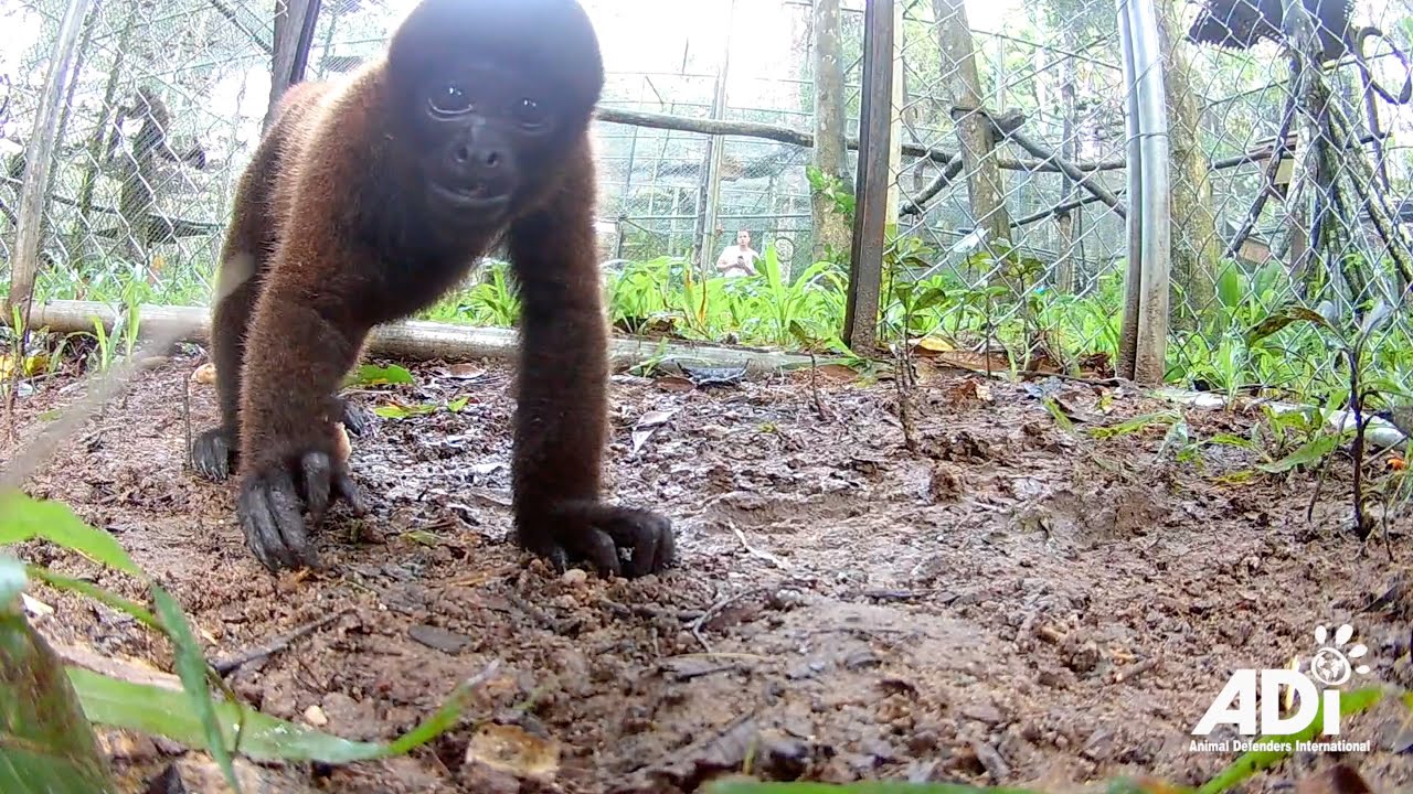 A Monkey's Miracle - YouTube