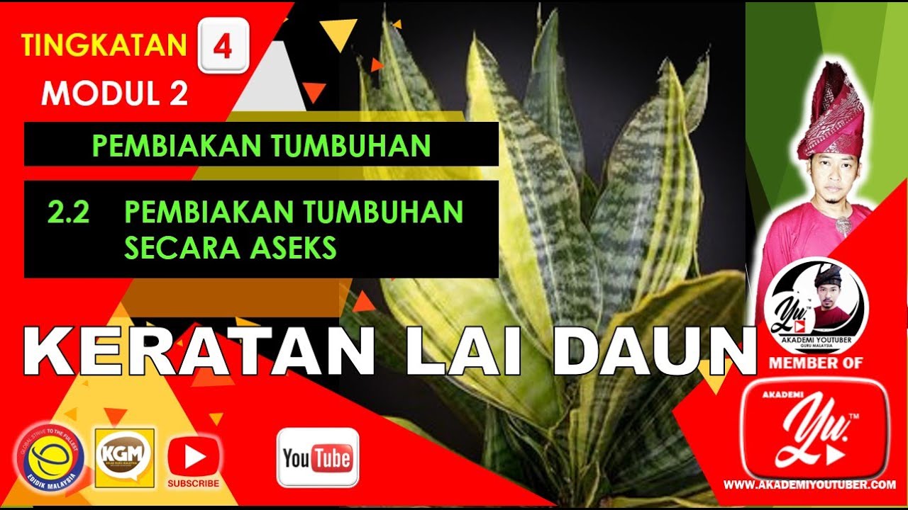 Keratan Lai Daun - YouTube