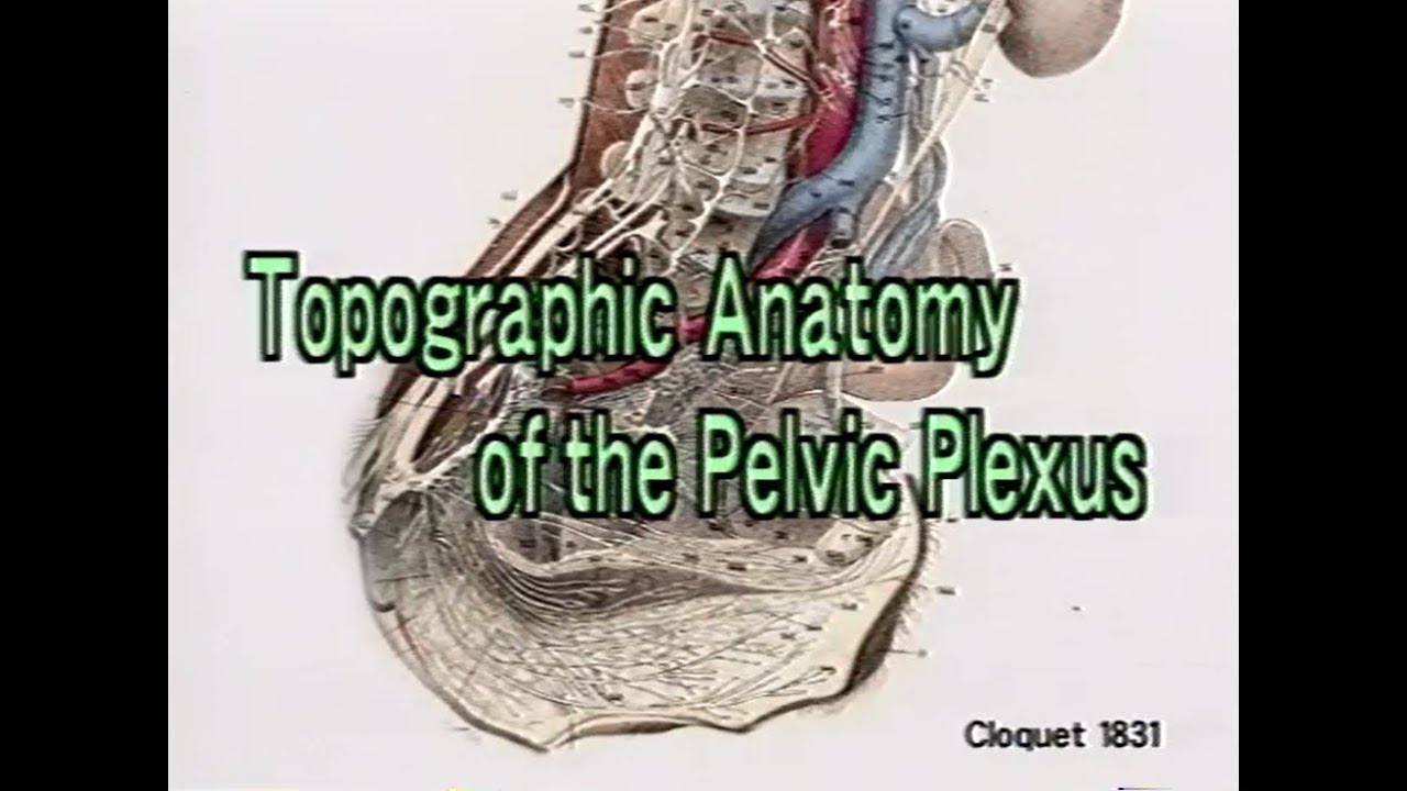 Topographic Anatomy of the Pelvic Plexus - YouTube