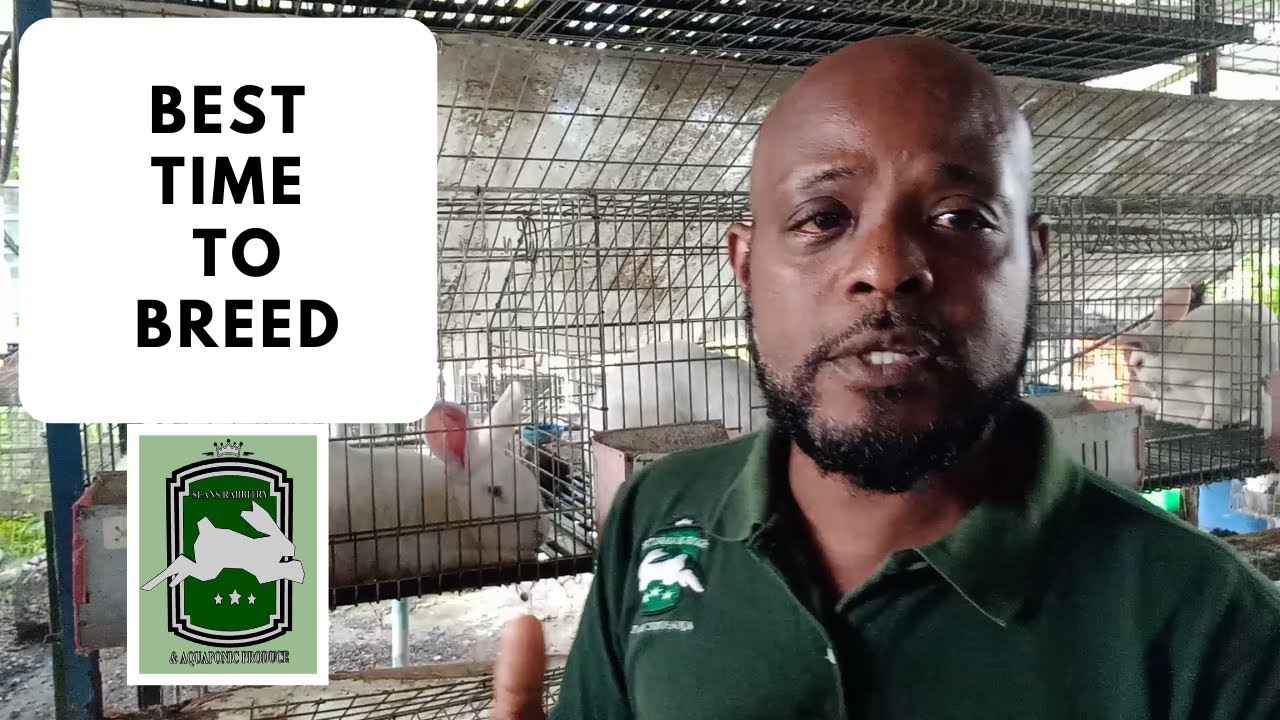 Trinidad Rabbit Farming - Best Time To Breed - YouTube