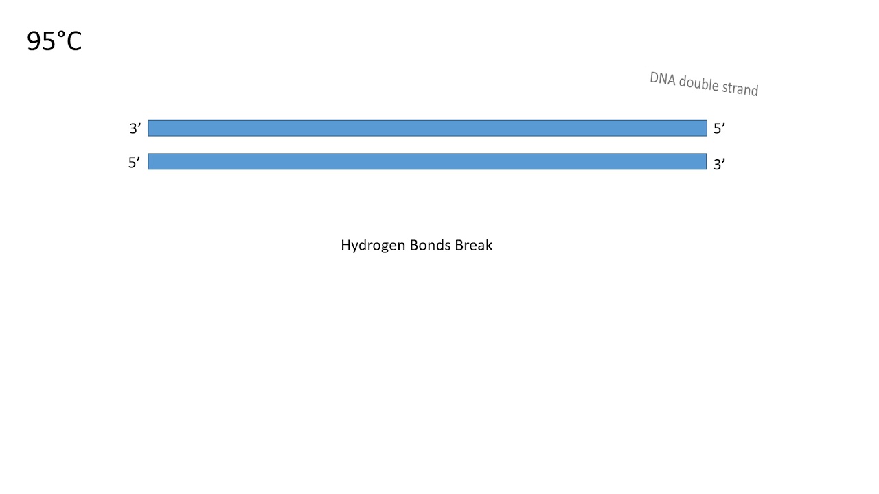Denaturisation - YouTube