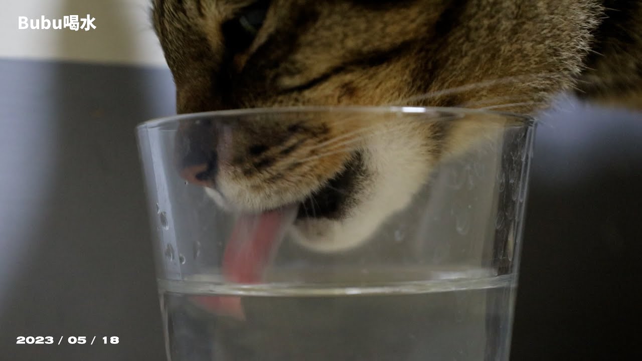 A cat drinking water - Bubu - YouTube