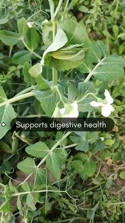Health benefits of peas #health #protein #healthyfood - YouTube
