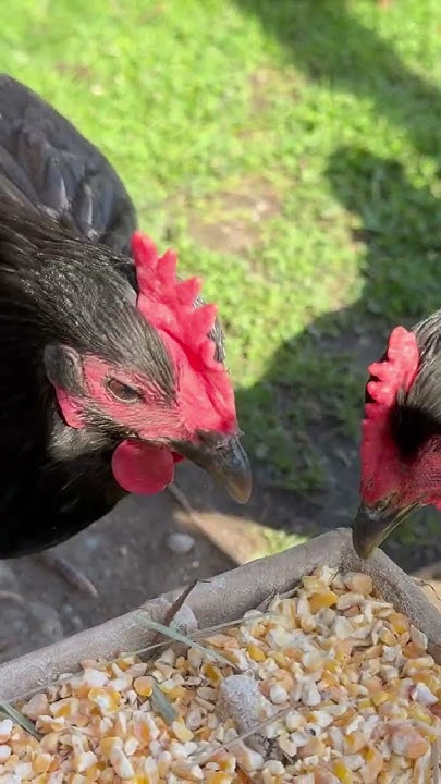 feeding time with the hens - YouTube