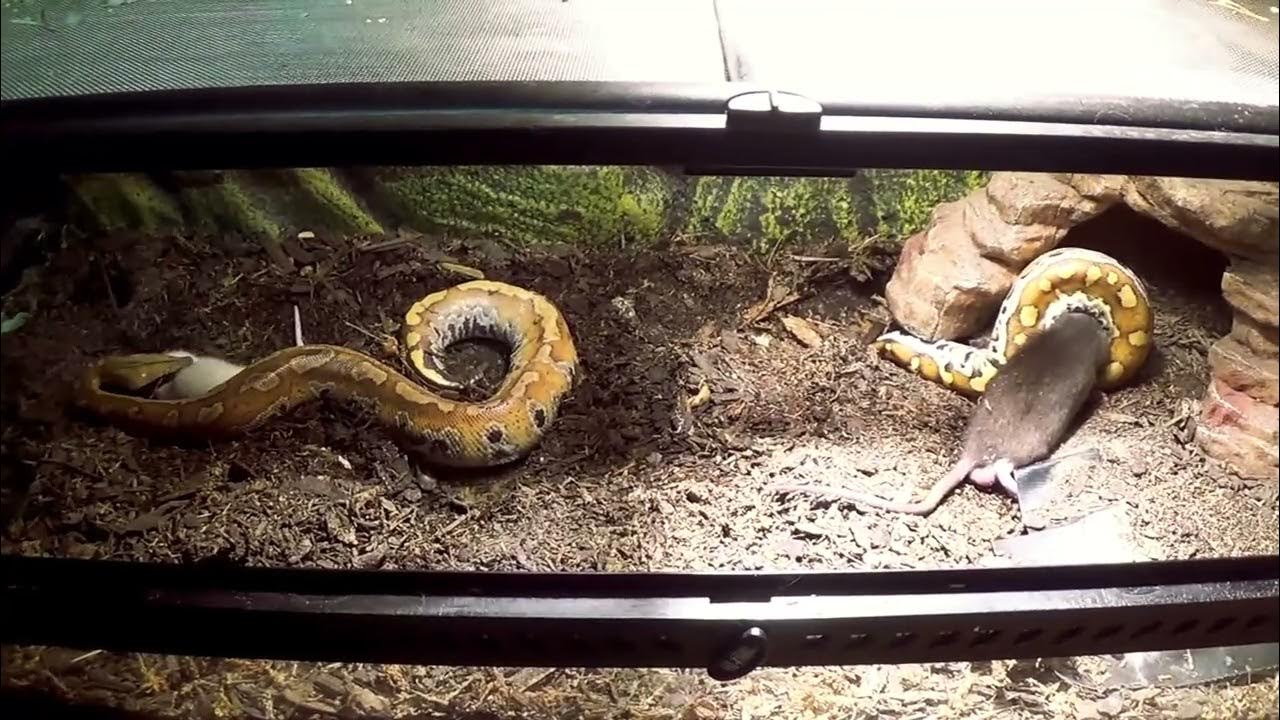 Blood Pythons (Live feeding) 01 - YouTube