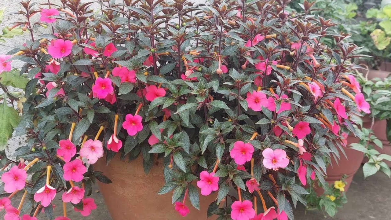 How to care beautiful achimenes or magic plant - YouTube