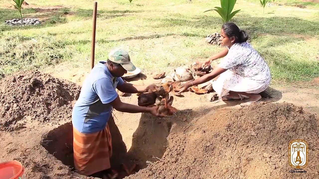 planting coconut seedling - YouTube