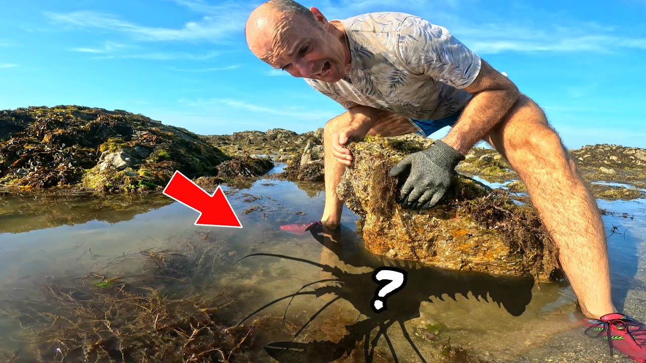 On découvre d'incroyables créatures sous les rochers pendant les ...