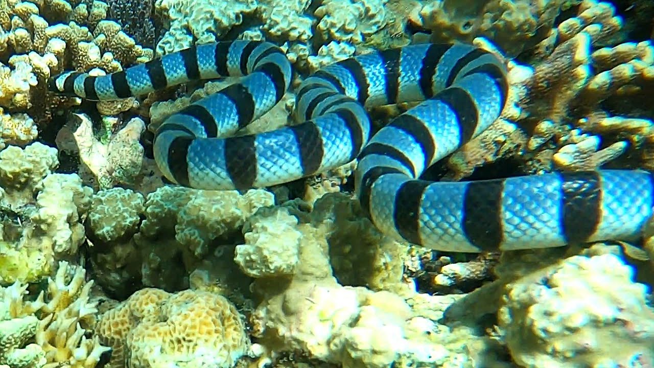 Un cobra des mer ou serpent tricot rayé (Laticauda colubrina) chasse la ...