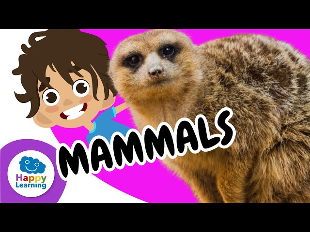 🐾 Amazing MAMMALS Characteristics and Types Explained | Educational ...
