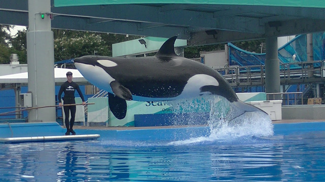 Dine with Shamu - Aug 15 2016 - SeaWorld Orlando - YouTube