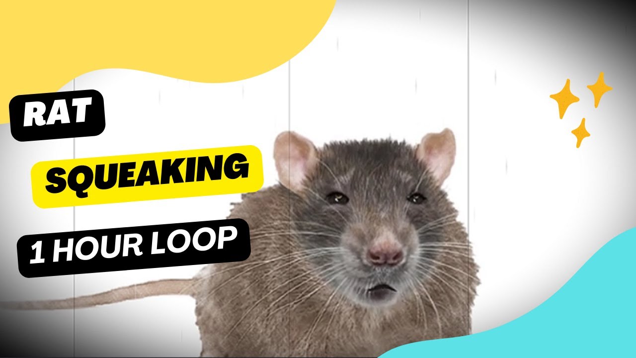 Rat Squeaking ( 1 Hour Loop) - Rat squeaking for your cat [1 hour] - YouTube
