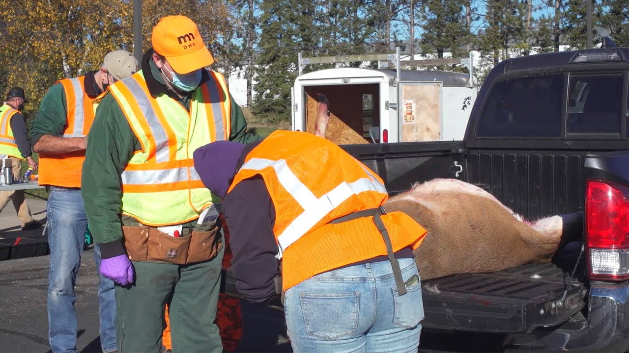 3 New Cases of CWD Found in Wild Deer in Northern Minnesota | Lakeland ...
