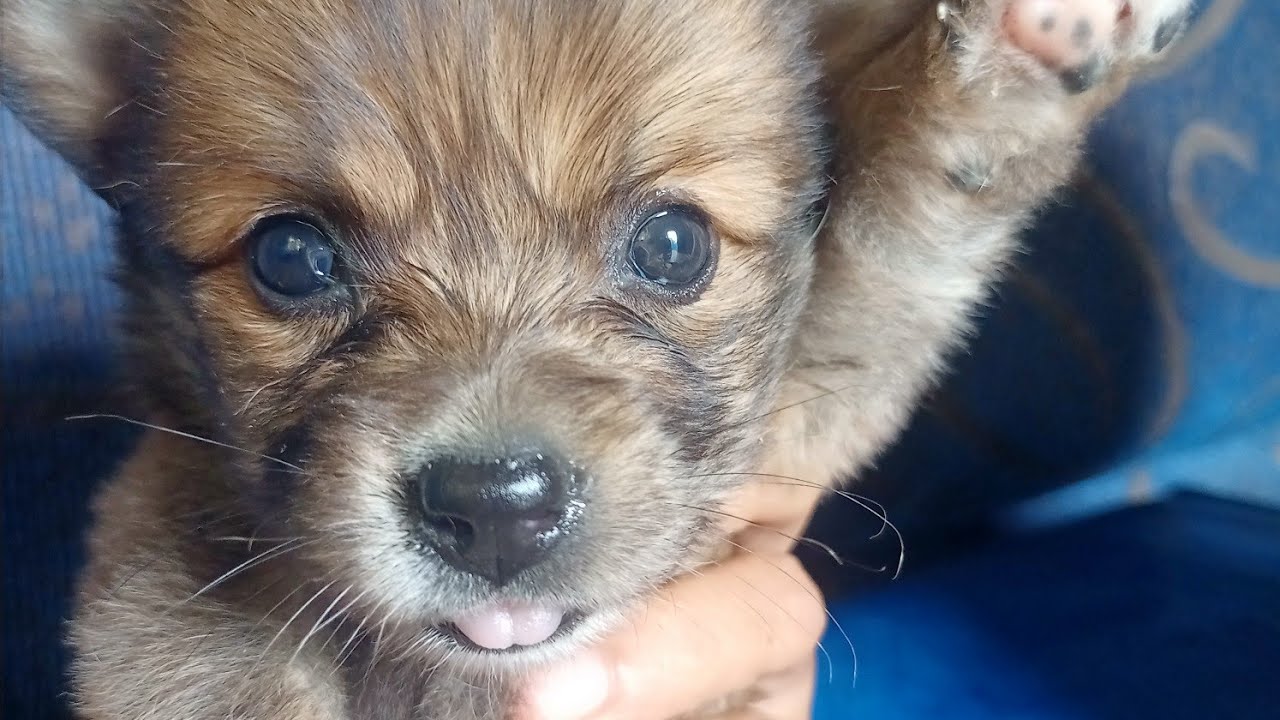 ichi: our latest dog (puppy) - YouTube