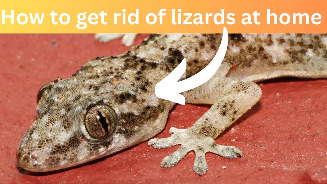 How to get rid of lizards at home how to get rid of house lizards - YouTube
