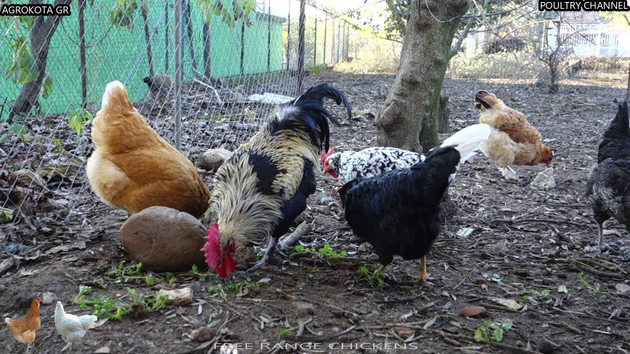 Backyard chickens - marans Rooster , Hens Leghorn black/EXCHEQUER ...
