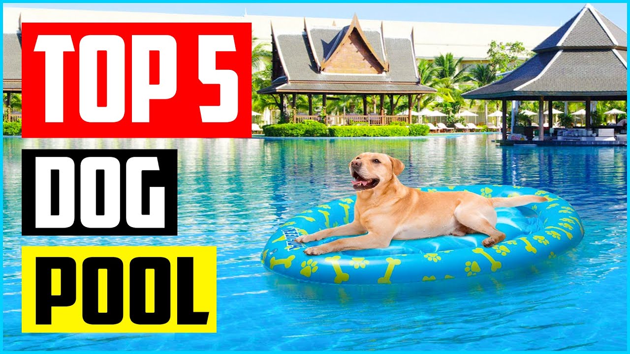 Top 5 Best Dog Floats for Pool in 2021 Reviews - YouTube