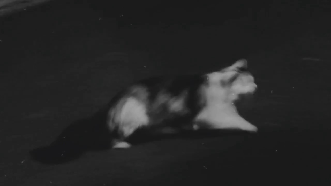 Frantic cat - YouTube