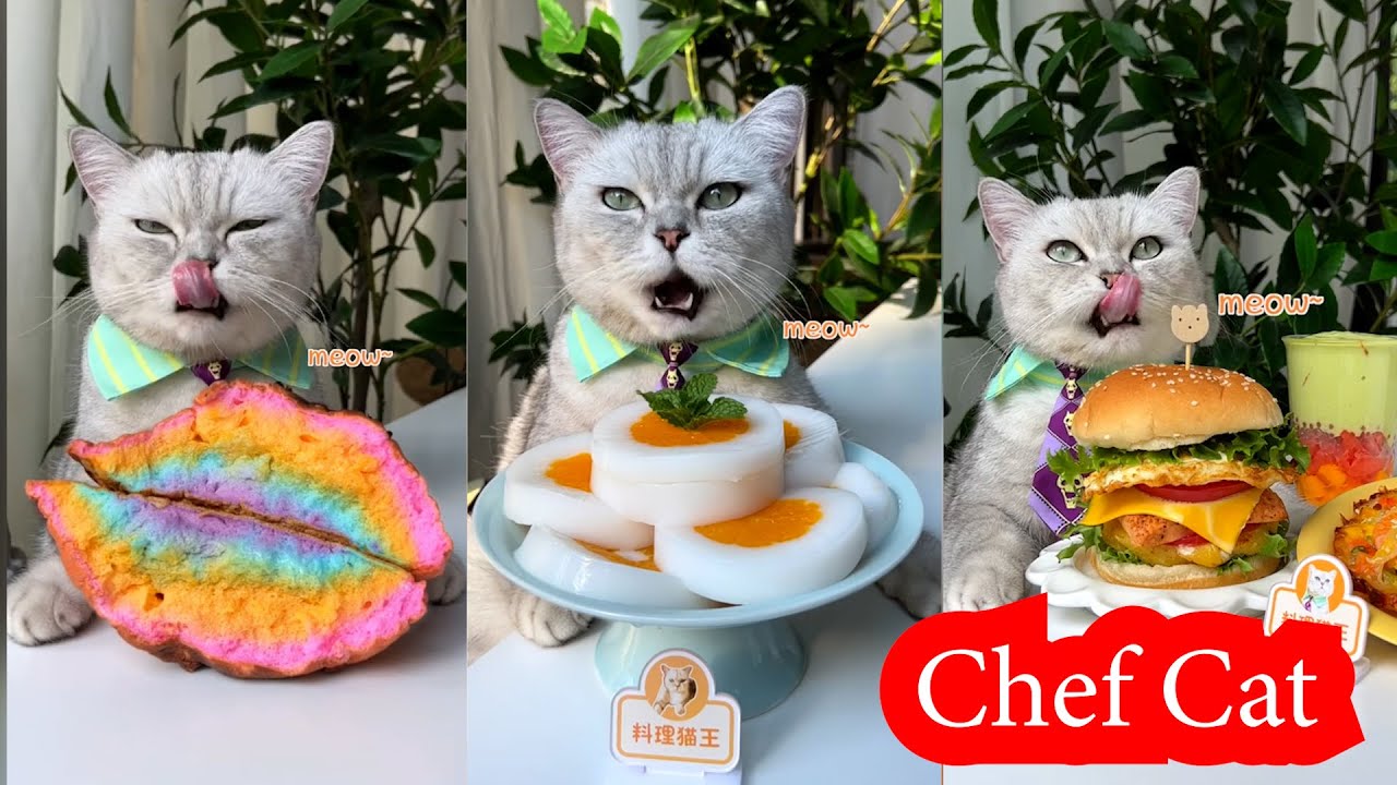 Chef Cat Makes The Freshest Dishes That Will Make You Amazed😻😘~ Cat ...