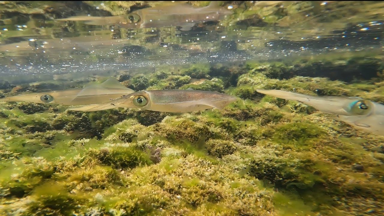 WINTER SQUID / MANCING SOTONG (fishing NSW) - YouTube