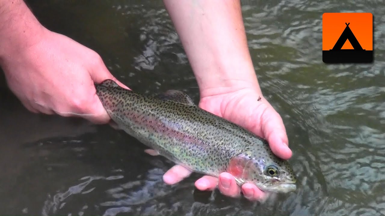 Morning Fly Fishing for Trout - YouTube