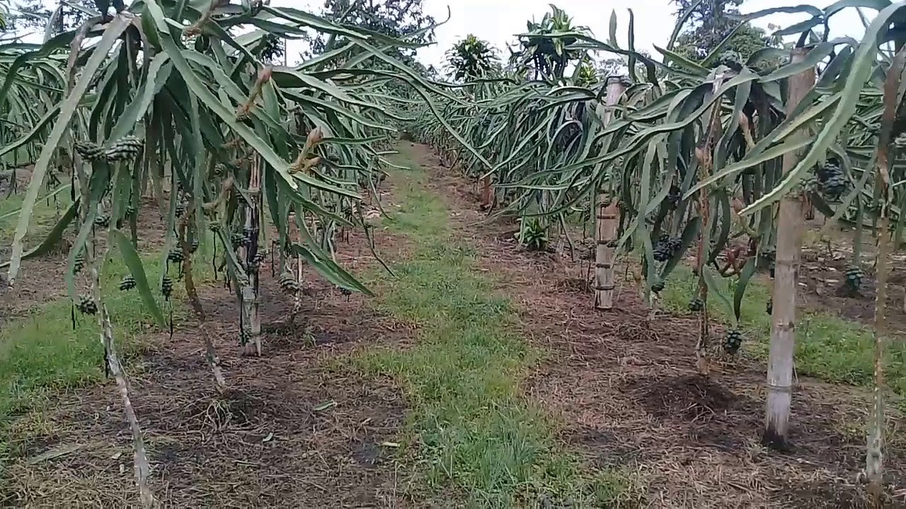 Pitahaya palora y tradicional - YouTube