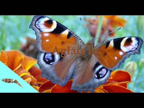 Babôčka pávooká(Aglais io) - YouTube
