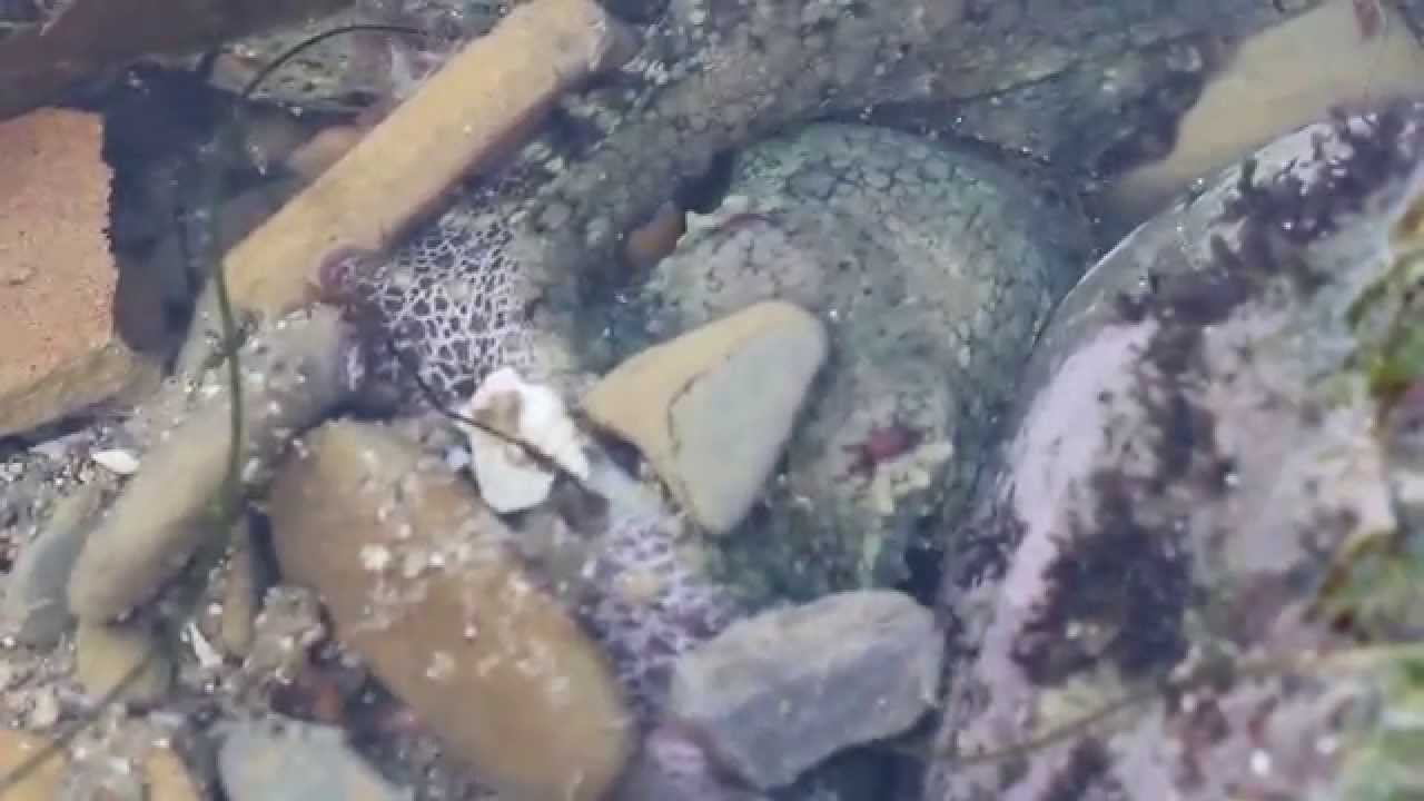 Octopus at the Cabrillo National Monument Tide pools - YouTube