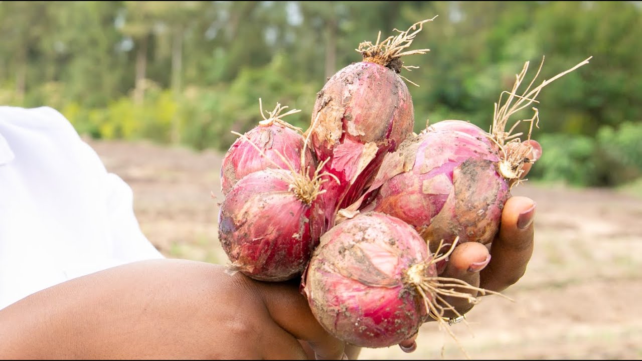 Sobanukirwa ubuhinzi bw'ibitunguru | Tera Intambwe Muhinzi Mworozi ...