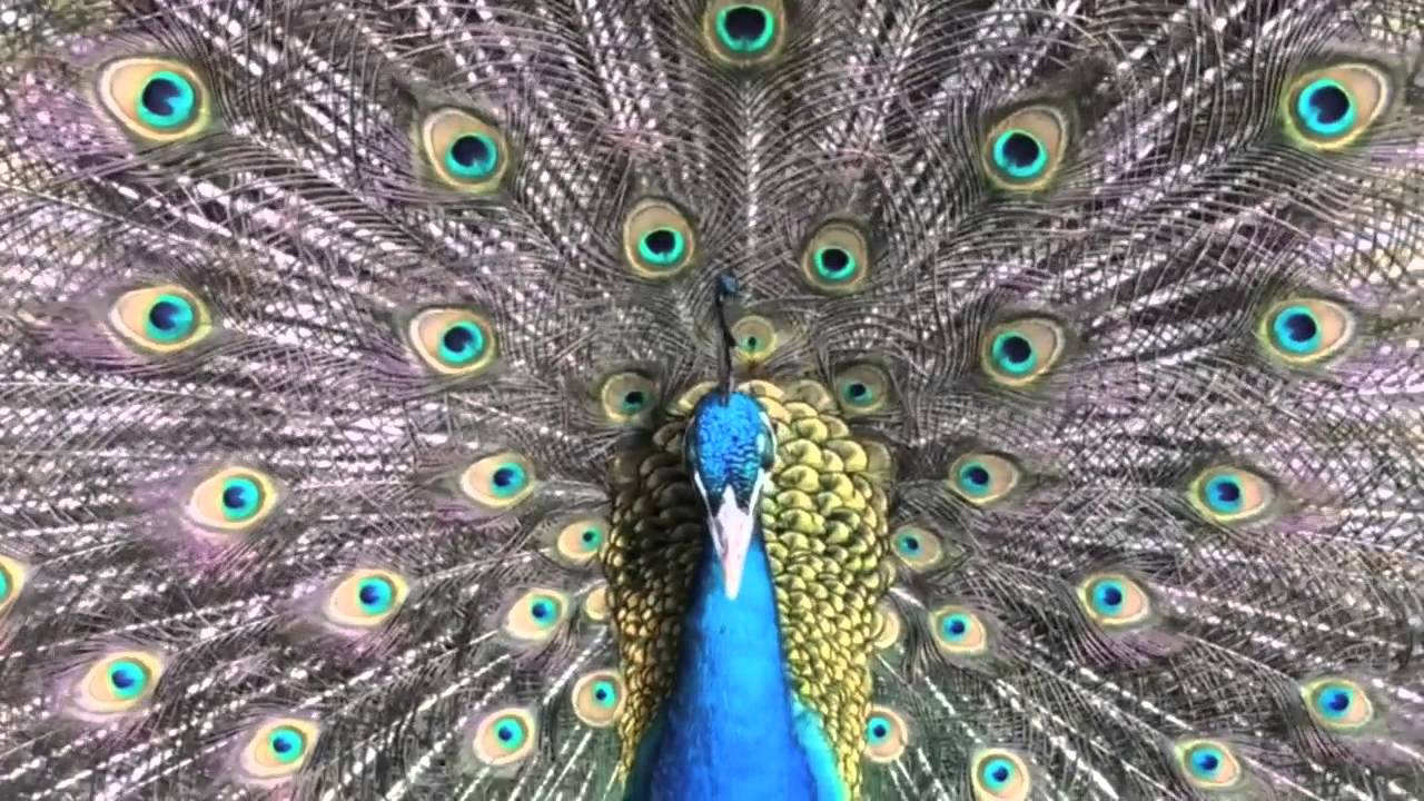 Mi Pavo Real de India en el Museo Roerich - YouTube