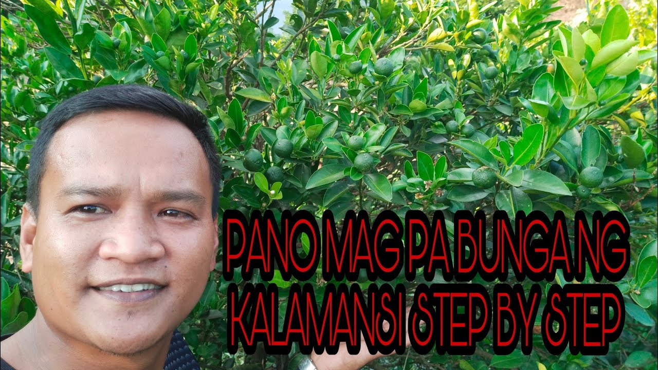 pano mag pabunga ng kalamansi step by step - YouTube