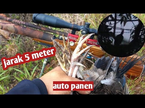 🔴jarak 5 meter‼️ t3mbak ay4m hut4n panen || momen terdekat - YouTube