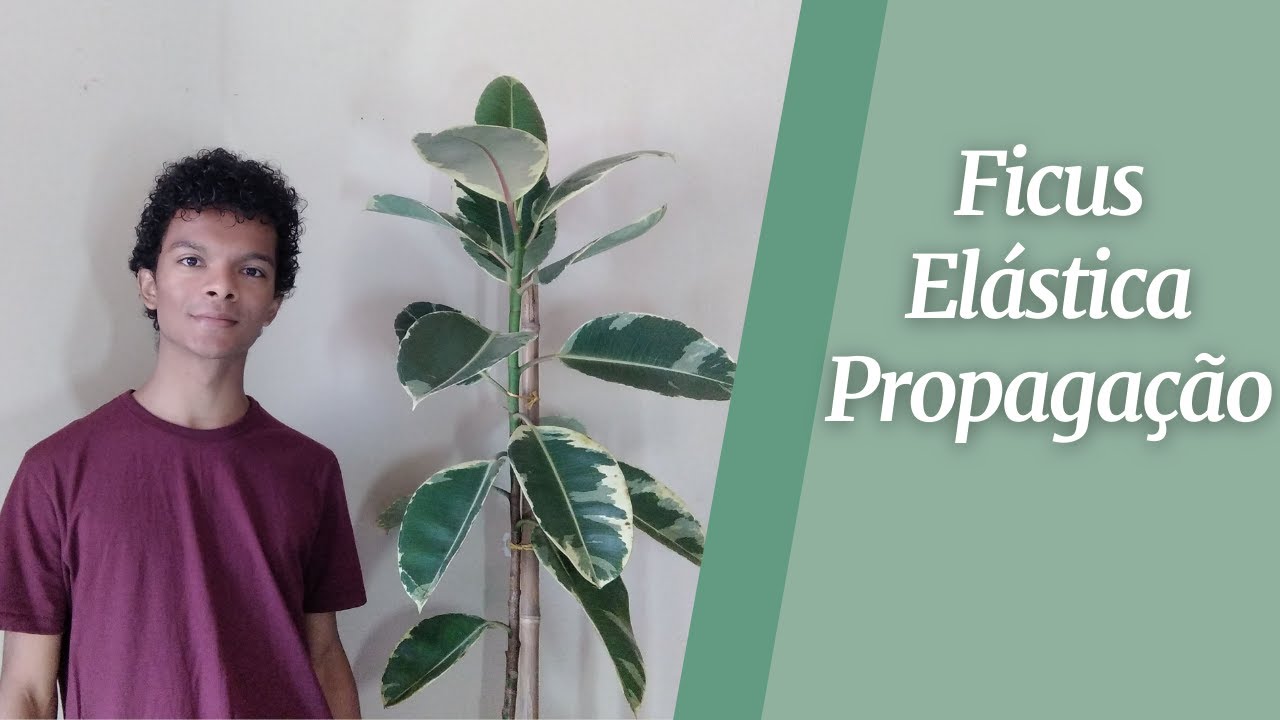 Ficus Elástica - Poda e Propagação - Parte 1 - YouTube