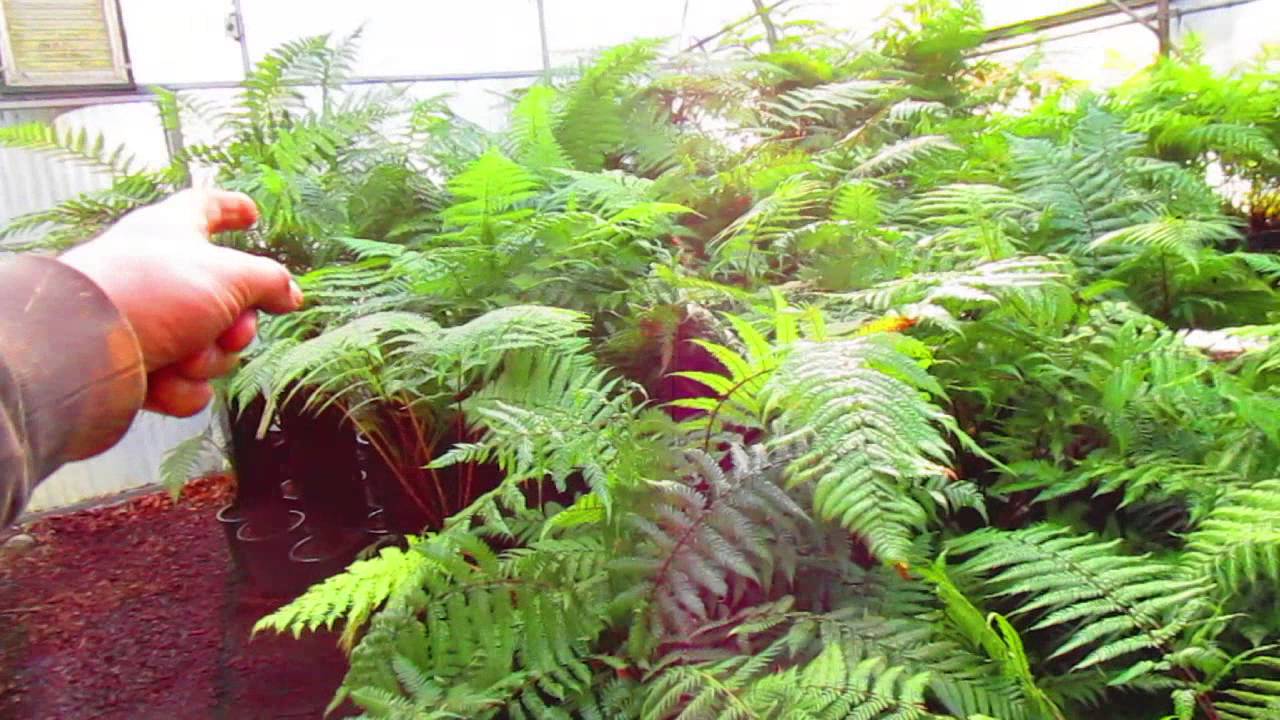 Tree Ferns@ Fraser's Thimble Farm Nursery on Salt Spring Island, Canada ...