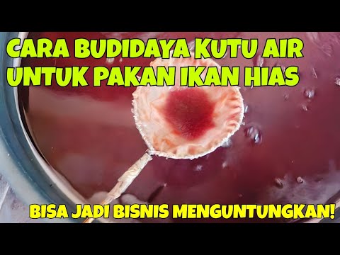 CARA BUDIDAYA KUTU AIR UNTUK PAKAN IKAN HIAS || BISA JADI BISNIS MENGUNTUNGKAN!