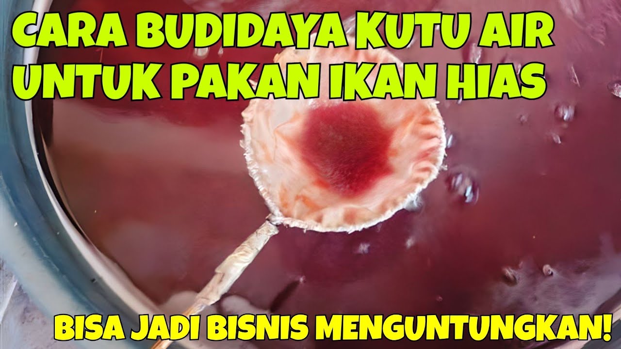 CARA BUDIDAYA KUTU AIR UNTUK PAKAN IKAN HIAS || BISA JADI BISNIS ...