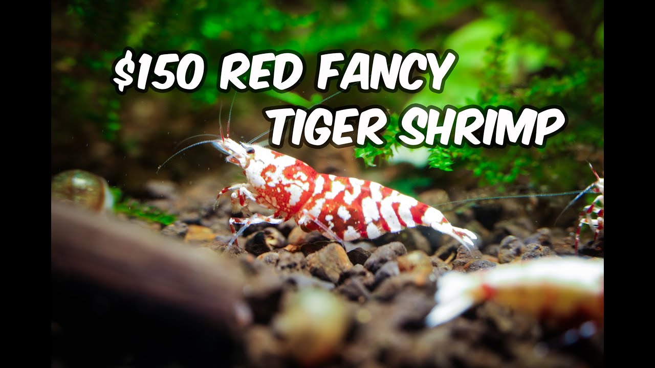 From $150 Each to 80% Culls: My Journey with Red Fancy Tiger Shrimp ...