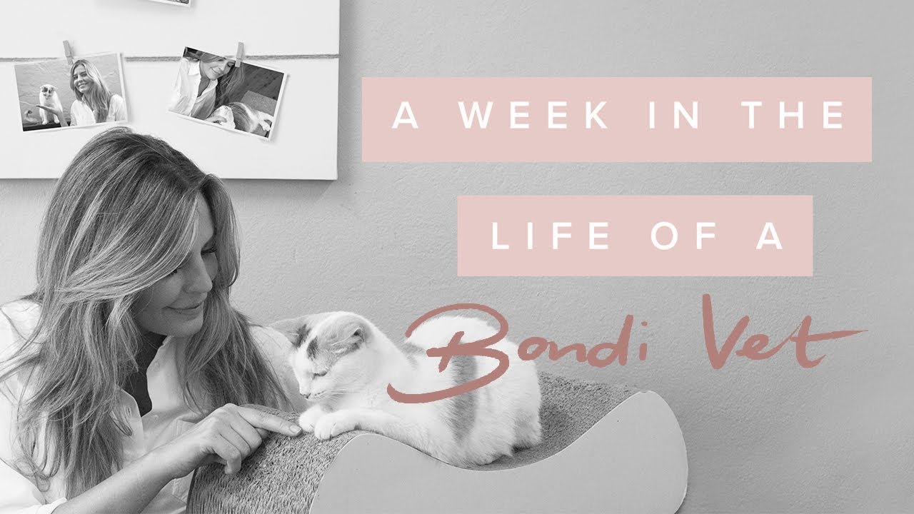 A WEEK IN THE LIFE OF A BONDI VET - Dr Kate Adams, Bondi Vet Weekly ...