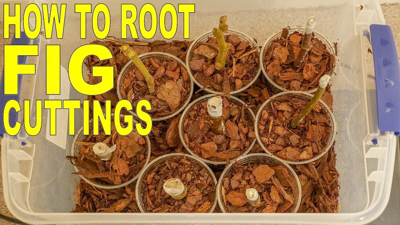 Rooting Fig Cuttings - Improved Propagation Method Using Cups - YouTube