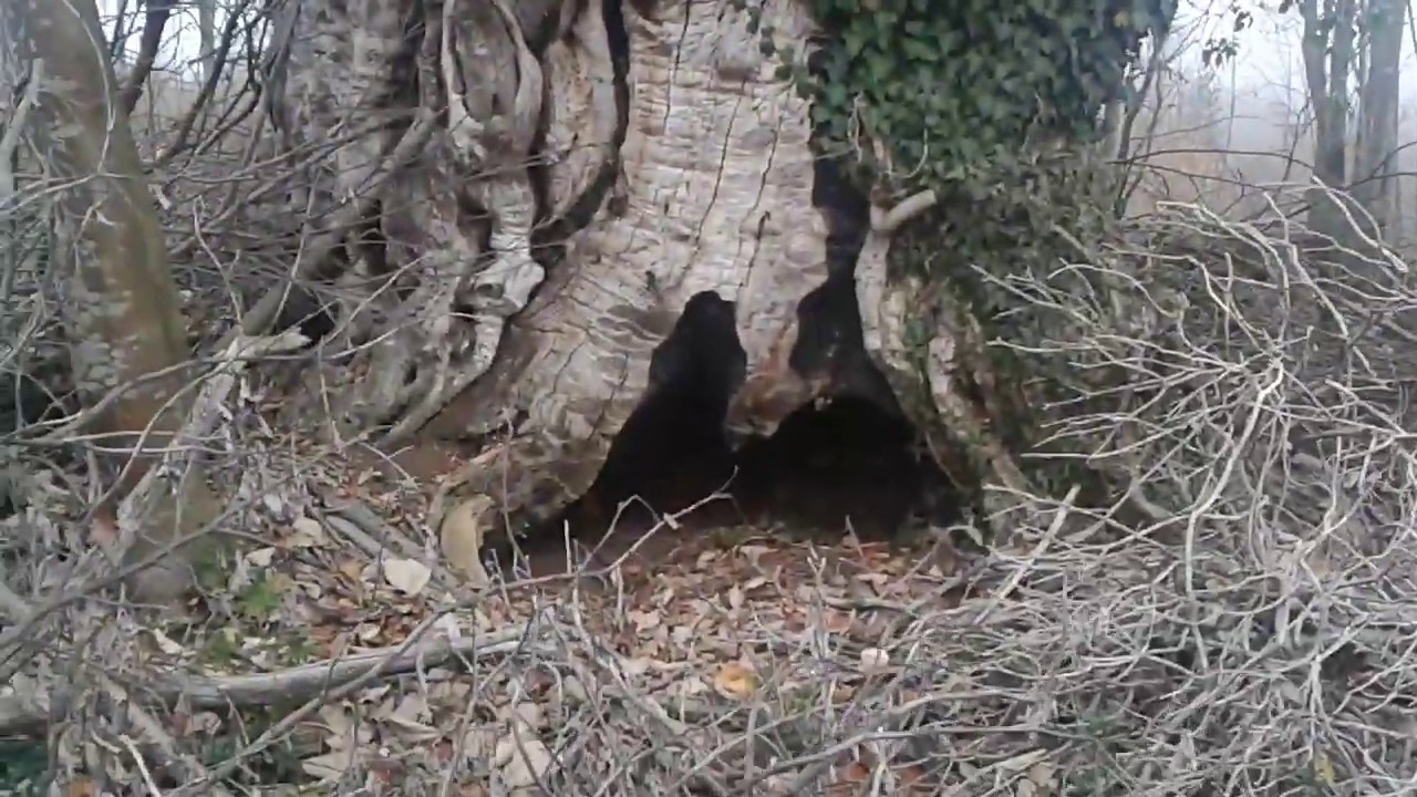 ΡΑΒΔΟΣΚΟΠΙΑ ,,,,,,2,,,ΨΑΞΙΜΟ ΓΙΑ ΛΙΡΕΣ ΣΕ ΠΑΛΙΑ ΔΕΝΤΡΑ ΜΕ ΣΗΜΑΔΙΑ - YouTube