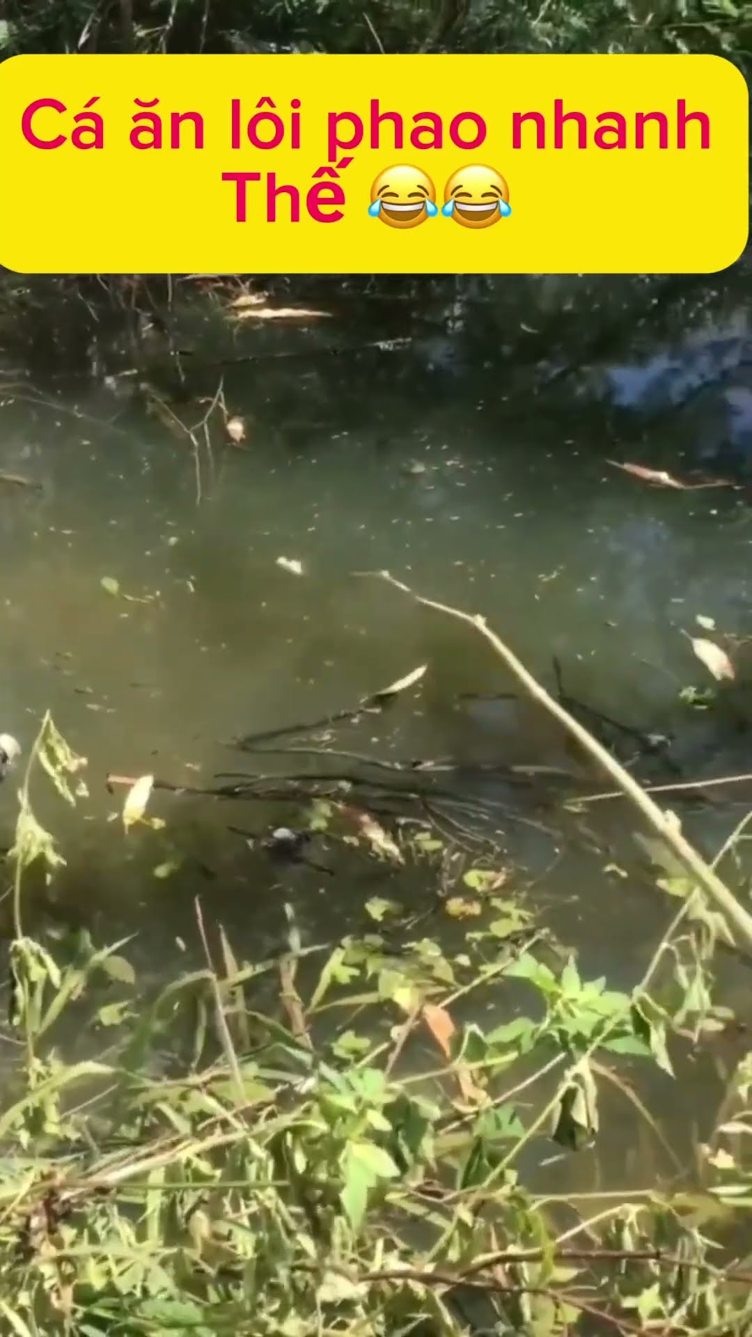 Cấ phi lôi phao ghê quá #fishing #fishingminhnhut #cauca #fish # ...