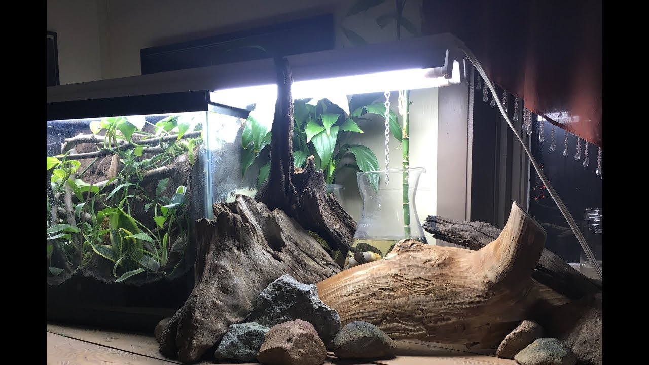 How to Decorate a Reptile Room - YouTube