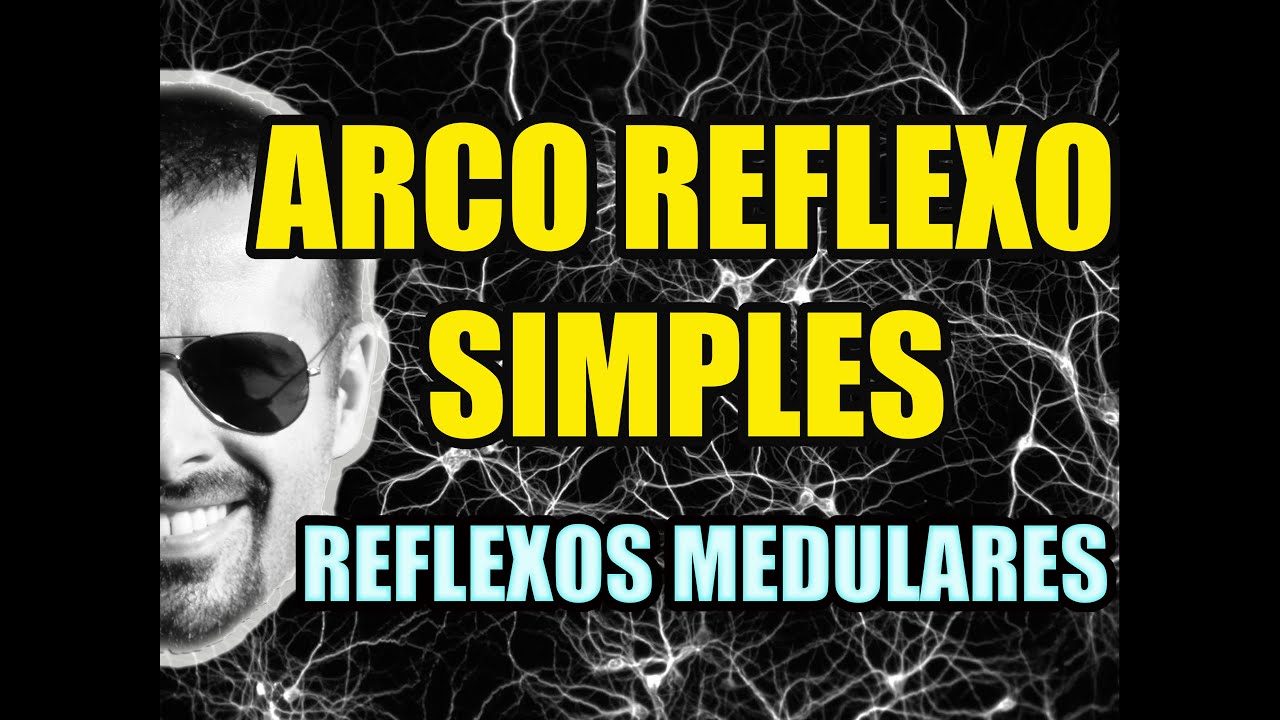 Vídeo Aula 131 - Sistema Nervoso/Neuroanatomia - Arco Reflexo: Reflexo ...