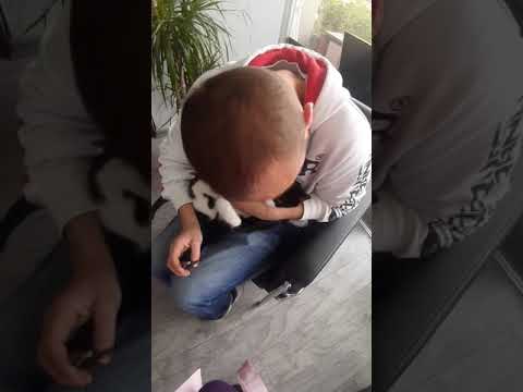Kedi tırnak kesimi #video #youtube #kediler