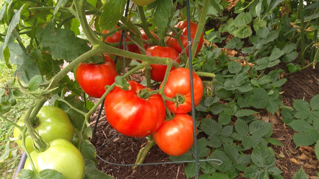 3rd Harvest Of Hossinator And Red Snapper Tomatoes 9/12/23 - YouTube
