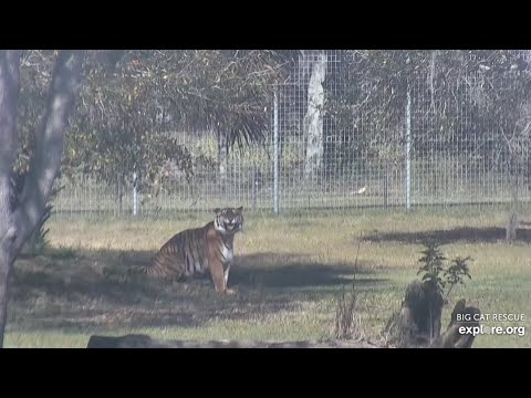 Stinker! Kimba tiger at Big Cat Rescue. - YouTube