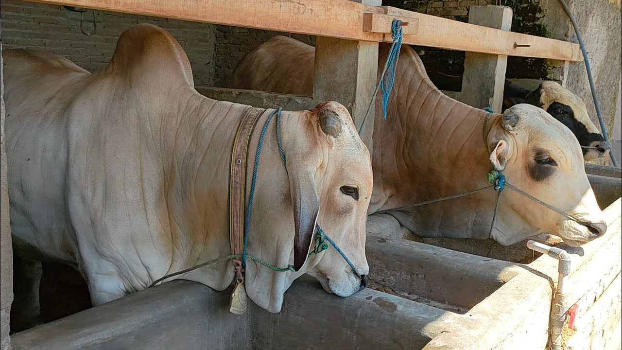 Kandang Sapi Kapasitas 50 Ekor , Bermula Jualan sapi Bibit Sampai Sapi ...