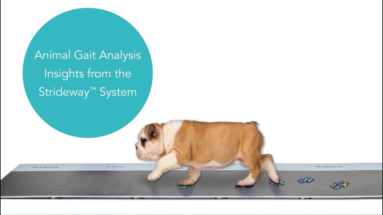 Animal Gait Analysis Insights from the Strideway System - YouTube