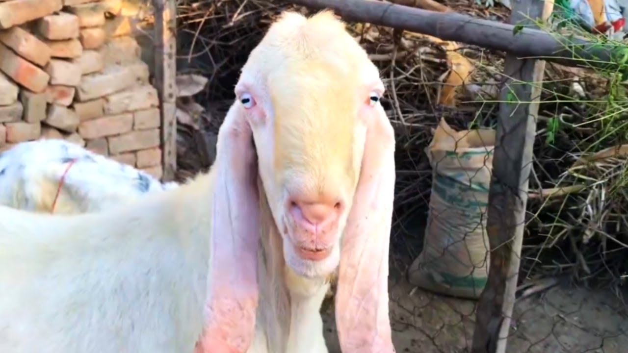 Beautiful Rajanpuri Goats Happy Family - YouTube