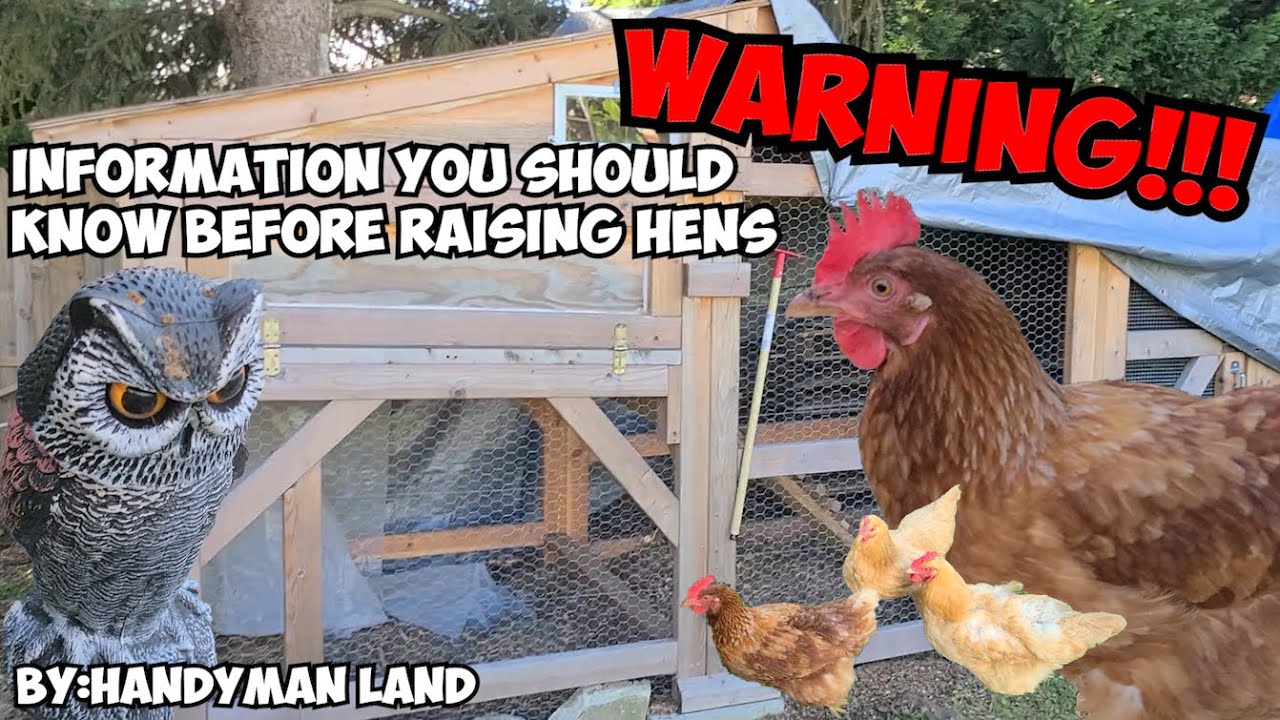 WARNING! Information You Should Know Before Raising Hens - YouTube